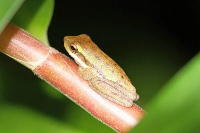 Northern dwarf tree frog - Facts, Diet, Habitat & Pictures on Animalia.bio