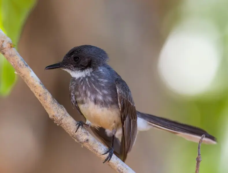 Northern fantail - Facts, Diet, Habitat & Pictures on Animalia.bio