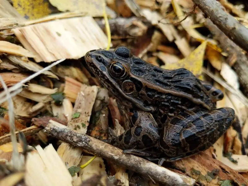 Northern leopard frog - Facts, Diet, Habitat & Pictures on Animalia.bio