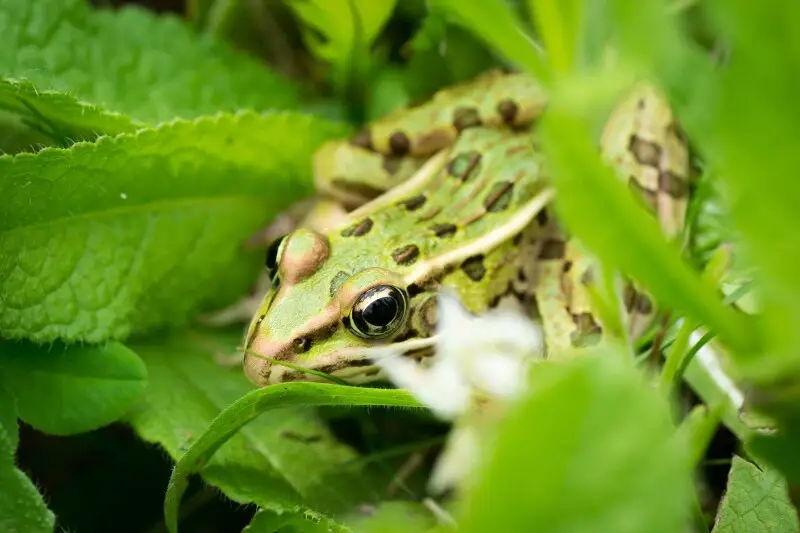 Northern leopard frog - Facts, Diet, Habitat & Pictures on Animalia.bio