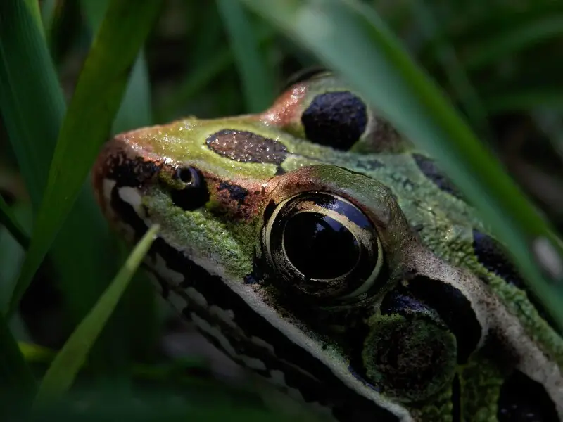 Northern leopard frog - Facts, Diet, Habitat & Pictures on Animalia.bio