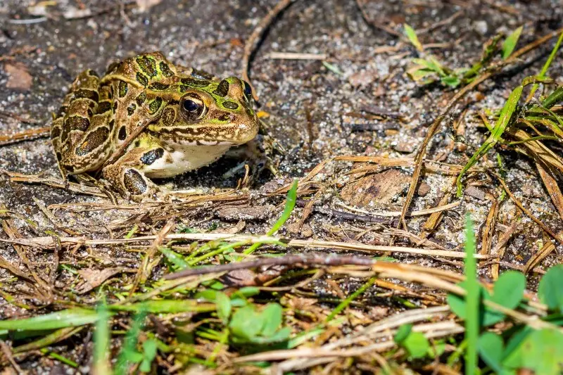 Northern leopard frog - Facts, Diet, Habitat & Pictures on Animalia.bio