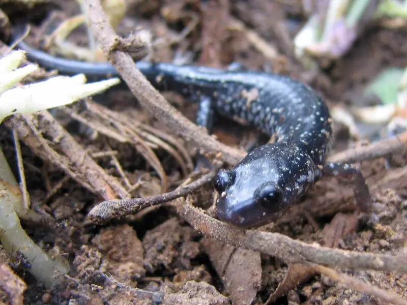 Northern slimy salamander - Facts, Diet, Habitat & Pictures on Animalia.bio