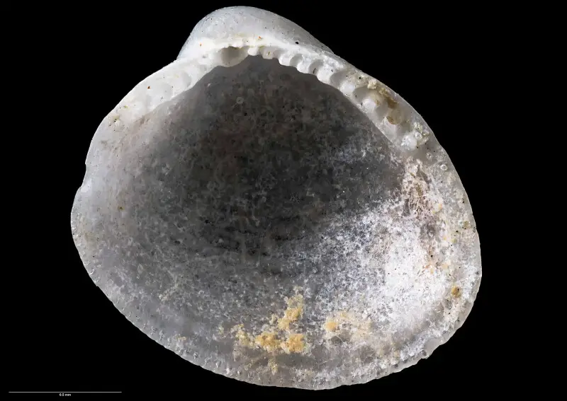 Nucula certisinus - факти, дієта, ареал і фотографії на Animalia.bio