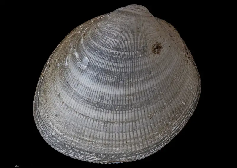 Nucula nitidulaformis - Facts, Diet, Habitat & Pictures on Animalia.bio