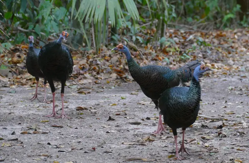 Індик малий - факти, дієта, ареал і фотографії на Animalia.bio