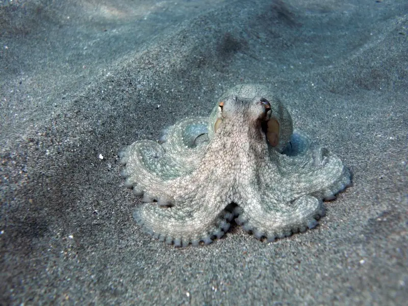 Common octopus - Facts, Diet, Habitat & Pictures on Animalia.bio