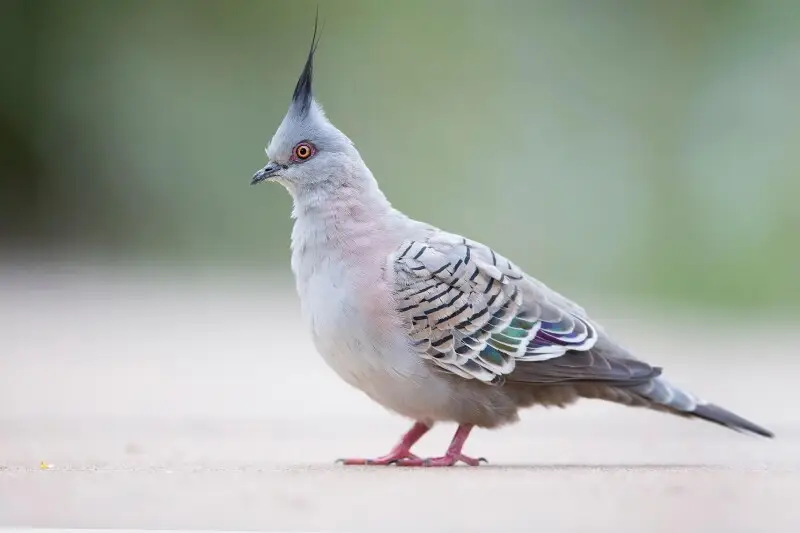 Crested pigeon - Facts, Diet, Habitat & Pictures on Animalia.bio