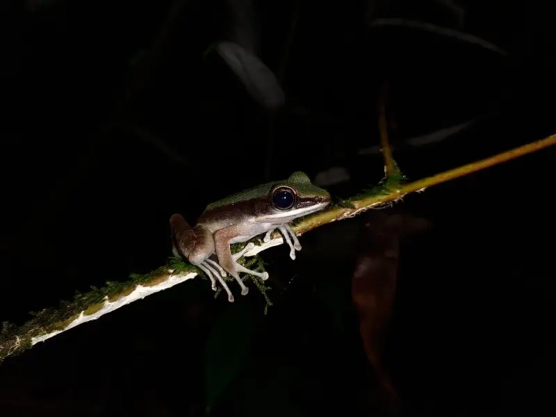 Odorrana hosii - факти, дієта, ареал і фотографії на Animalia.bio