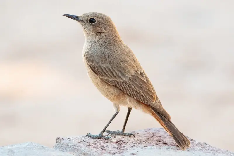 Familiar chat - Facts, Diet, Habitat & Pictures on Animalia.bio