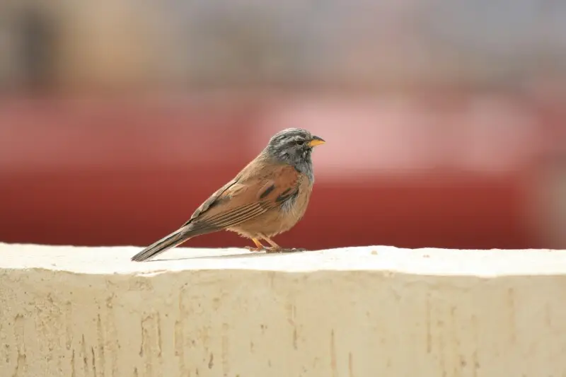 House bunting - Facts, Diet, Habitat & Pictures on Animalia.bio