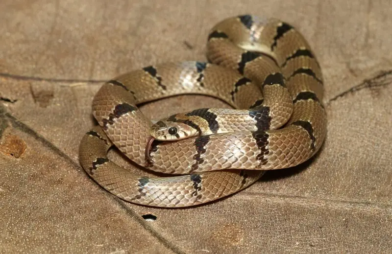 Banded kukri snake - Facts, Diet, Habitat & Pictures on Animalia.bio