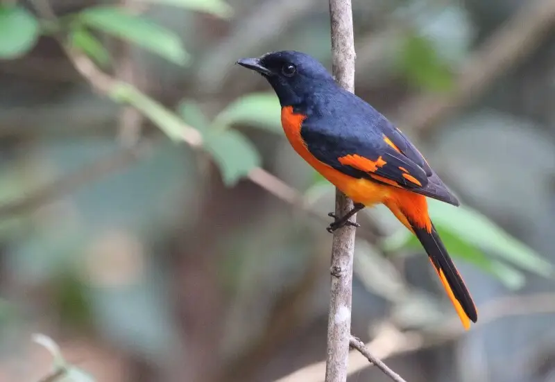 Orange minivet - Facts, Diet, Habitat & Pictures on Animalia.bio