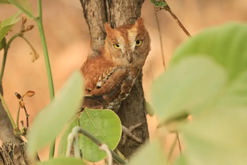 Otus sunia - факти, дієта, ареал і фотографії на Animalia.bio