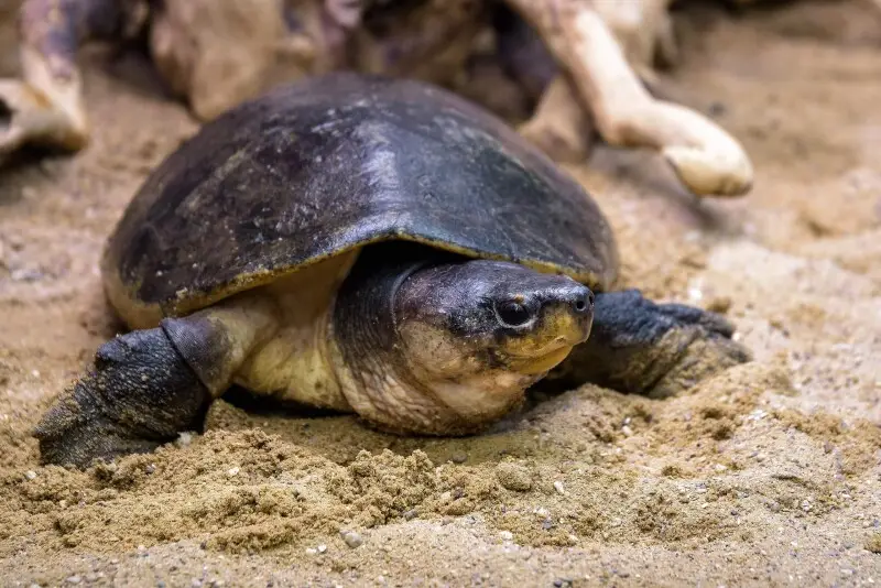 Malaysian giant turtle - Facts, Diet, Habitat & Pictures on Animalia.bio