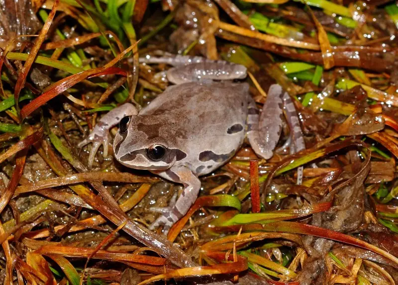 Ornate chorus frog - Facts, Diet, Habitat & Pictures on Animalia.bio