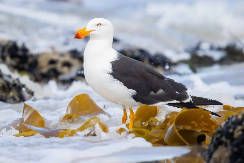 Pacific gull - Facts, Diet, Habitat & Pictures on Animalia.bio