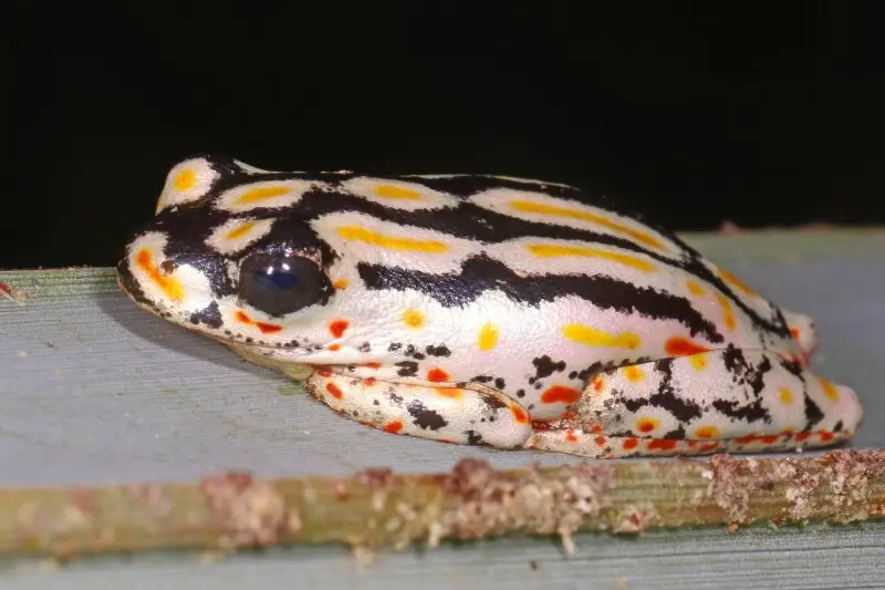 Marbled reed frog - Facts, Diet, Habitat & Pictures on Animalia.bio