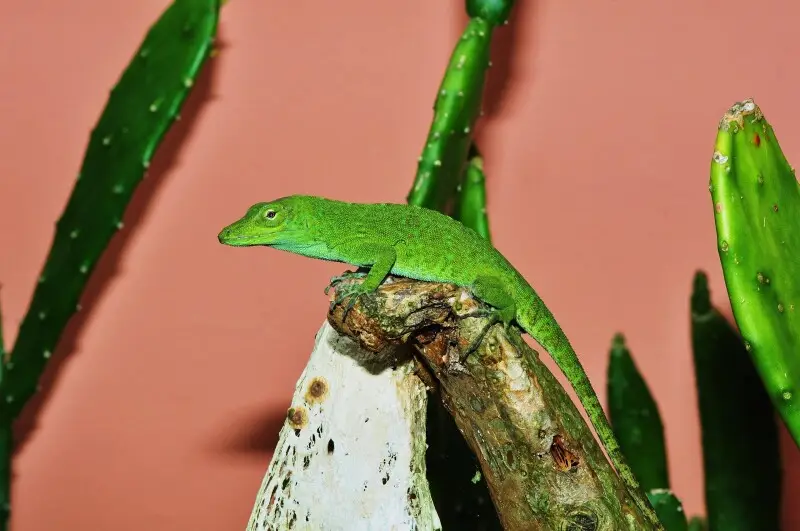 Neotropical green anole - Facts, Diet, Habitat & Pictures on Animalia.bio