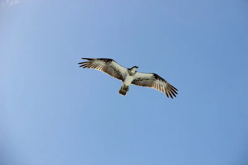 Pandion cristatus - факти, дієта, ареал і фотографії на Animalia.bio