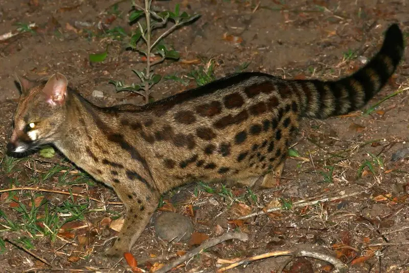 Rusty-spotted genet - Facts, Diet, Habitat & Pictures on Animalia.bio