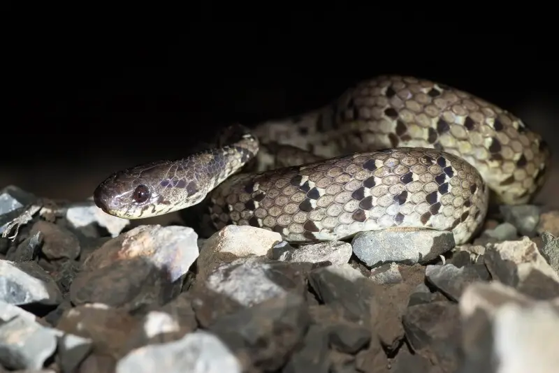 Spotted slug snake - Facts, Diet, Habitat & Pictures on Animalia.bio