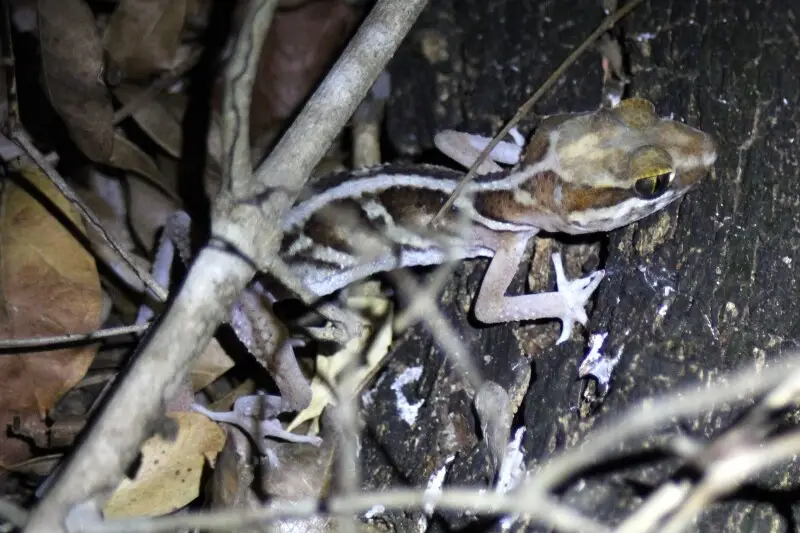 Ocelot gecko - Facts, Diet, Habitat & Pictures on Animalia.bio