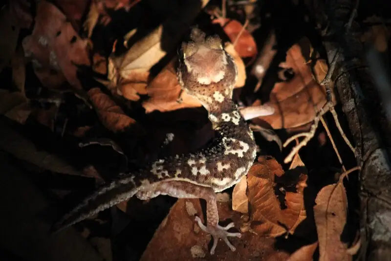 Ocelot gecko - Facts, Diet, Habitat & Pictures on Animalia.bio