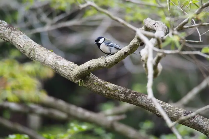 Parus minor - факти, дієта, ареал і фотографії на Animalia.bio