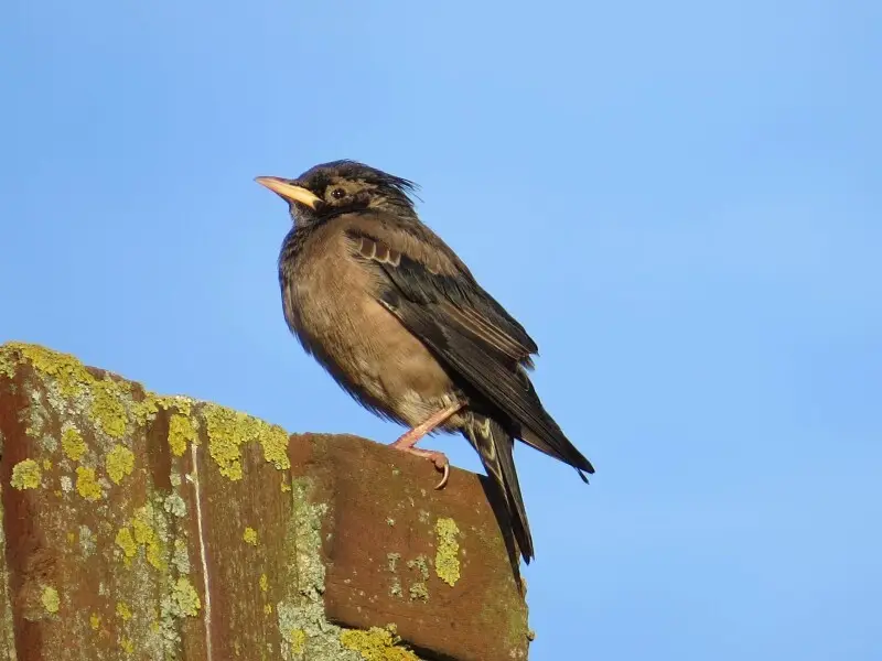 Rosy starling - Facts, Diet, Habitat & Pictures on Animalia.bio