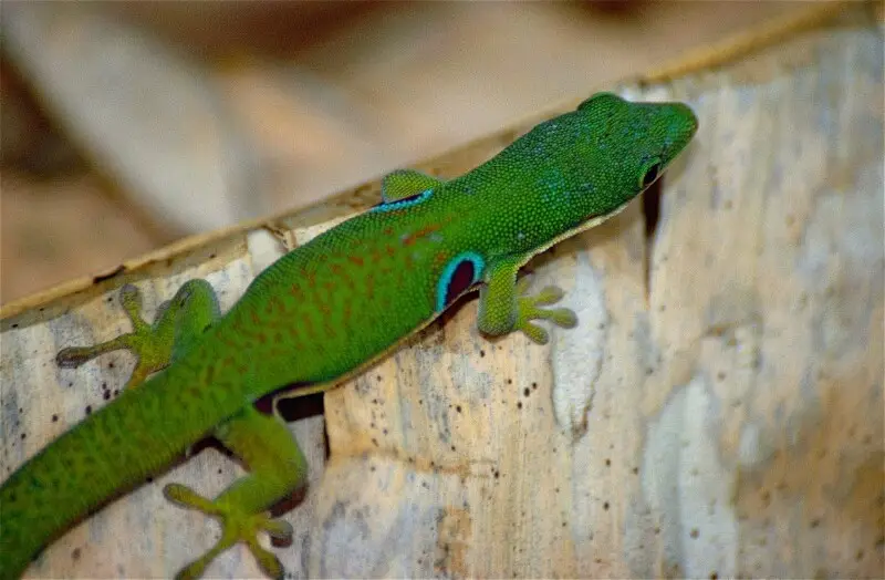 Phelsuma quadriocellata - Facts, Diet, Habitat & Pictures on Animalia.bio
