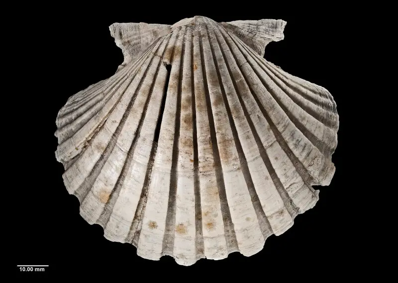 Pecten novaezelandiae - Facts, Diet, Habitat & Pictures on Animalia.bio