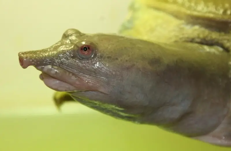 Chinese softshell turtle - Facts, Diet, Habitat & Pictures on Animalia.bio