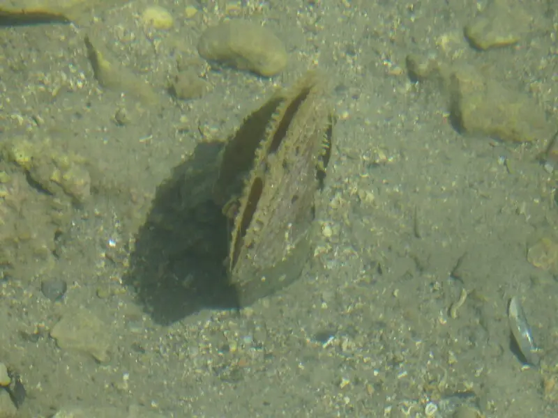 Pinna nobilis - Facts, Diet, Habitat & Pictures on Animalia.bio