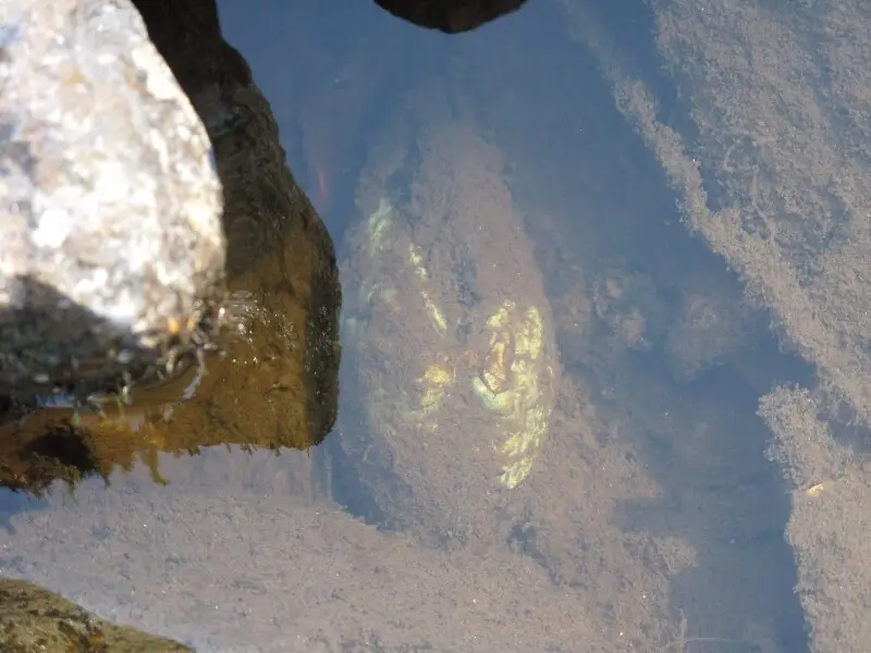 Freshwater pearl mussel - Facts, Diet, Habitat & Pictures on Animalia.bio