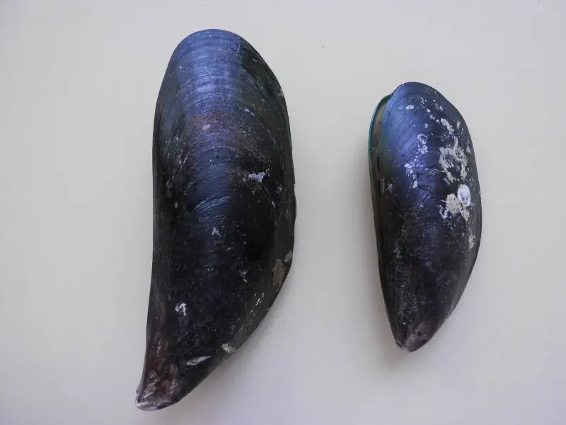 Perna viridis - Facts, Diet, Habitat & Pictures on Animalia.bio