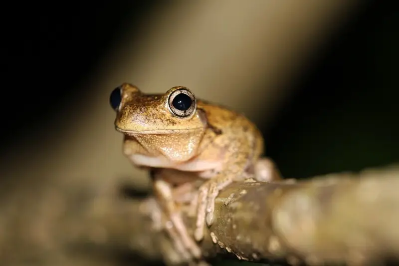 Peron's tree frog - Facts, Diet, Habitat & Pictures on Animalia.bio