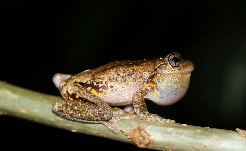 Peron's tree frog - Facts, Diet, Habitat & Pictures on Animalia.bio