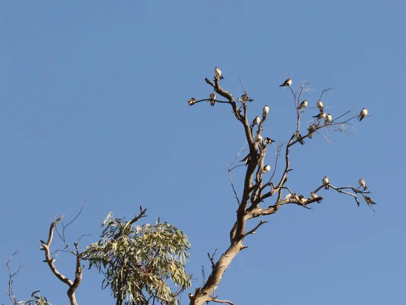 Tree martin - Facts, Diet, Habitat & Pictures on Animalia.bio