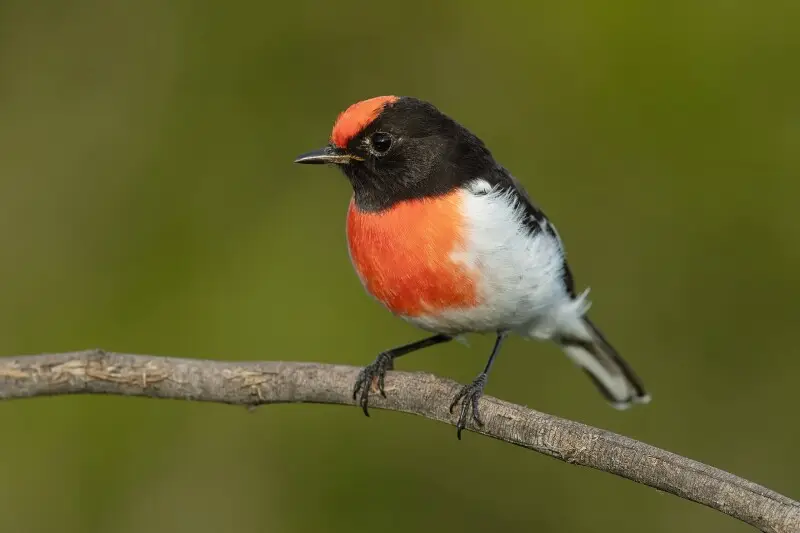 Red-capped robin - Facts, Diet, Habitat & Pictures on Animalia.bio