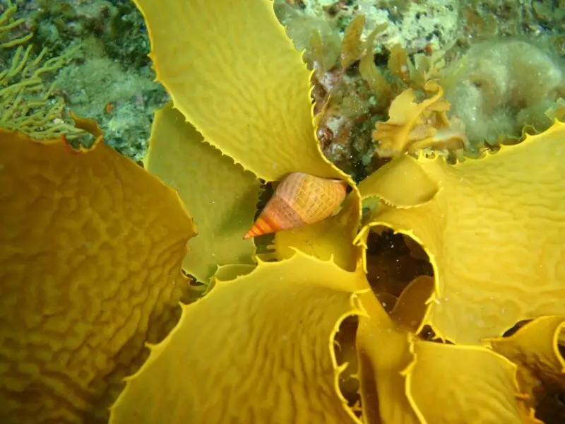 Phasianotrochus rutilus - Facts, Diet, Habitat & Pictures on Animalia.bio