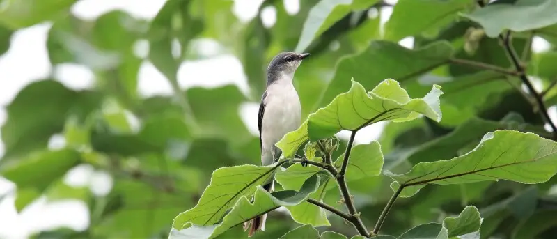 Ashy minivet - Facts, Diet, Habitat & Pictures on Animalia.bio