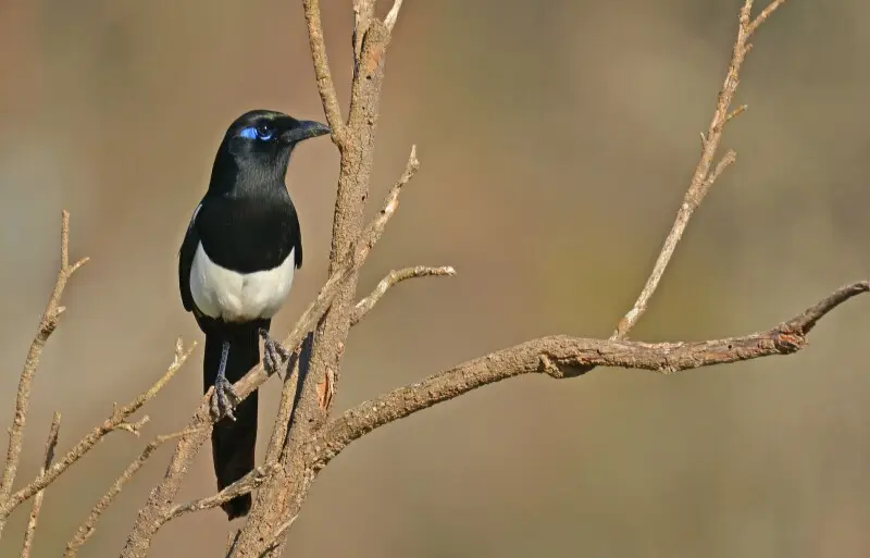 Maghreb magpie - Facts, Diet, Habitat & Pictures on Animalia.bio