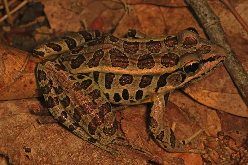 Pickerel frog - Facts, Diet, Habitat & Pictures on Animalia.bio