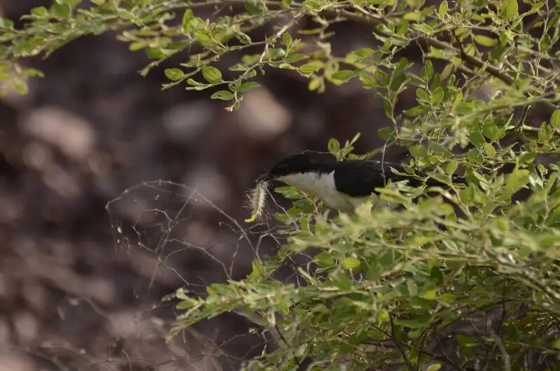 Jacobin cuckoo - Facts, Diet, Habitat & Pictures on Animalia.bio