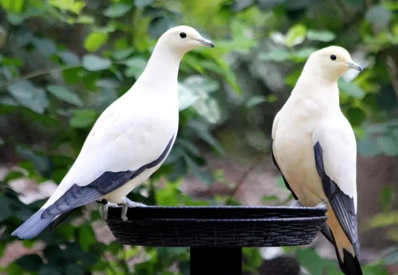 Pied imperial pigeon - Facts, Diet, Habitat & Pictures on Animalia.bio