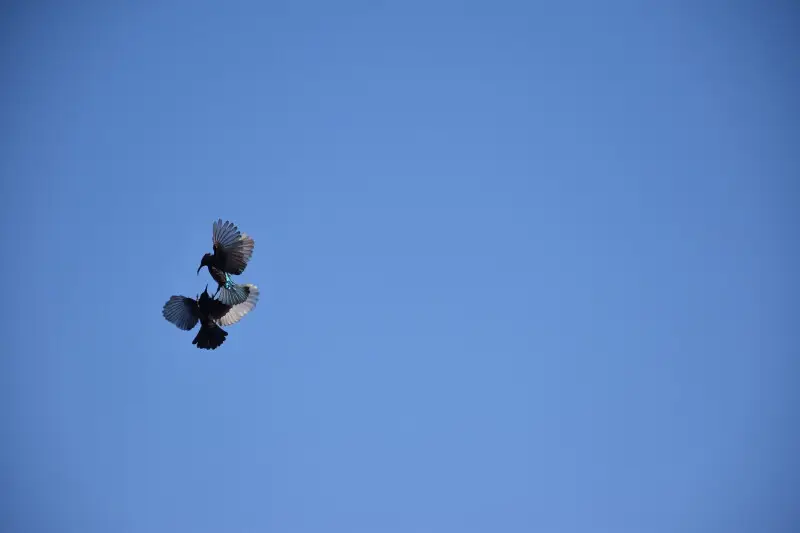 Palestine sunbird - Facts, Diet, Habitat & Pictures on Animalia.bio