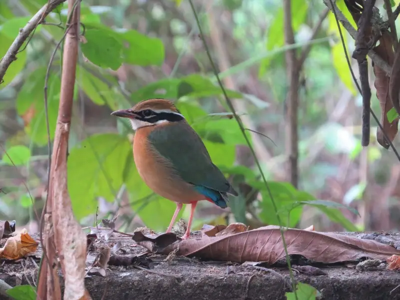 Indian pitta - Facts, Diet, Habitat & Pictures on Animalia.bio