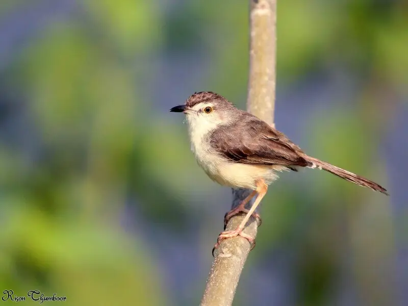 Plain prinia - Facts, Diet, Habitat & Pictures on Animalia.bio