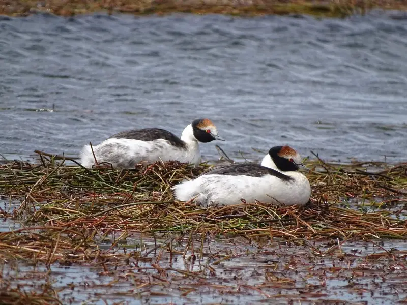 Hooded grebe - Facts, Diet, Habitat & Pictures on Animalia.bio